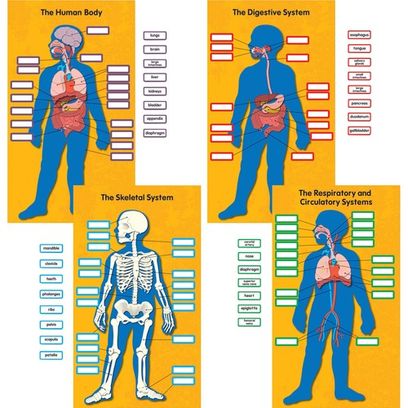 Carson-Dellosa Human Body Bulletin Board Set (PK/PACKAGE)